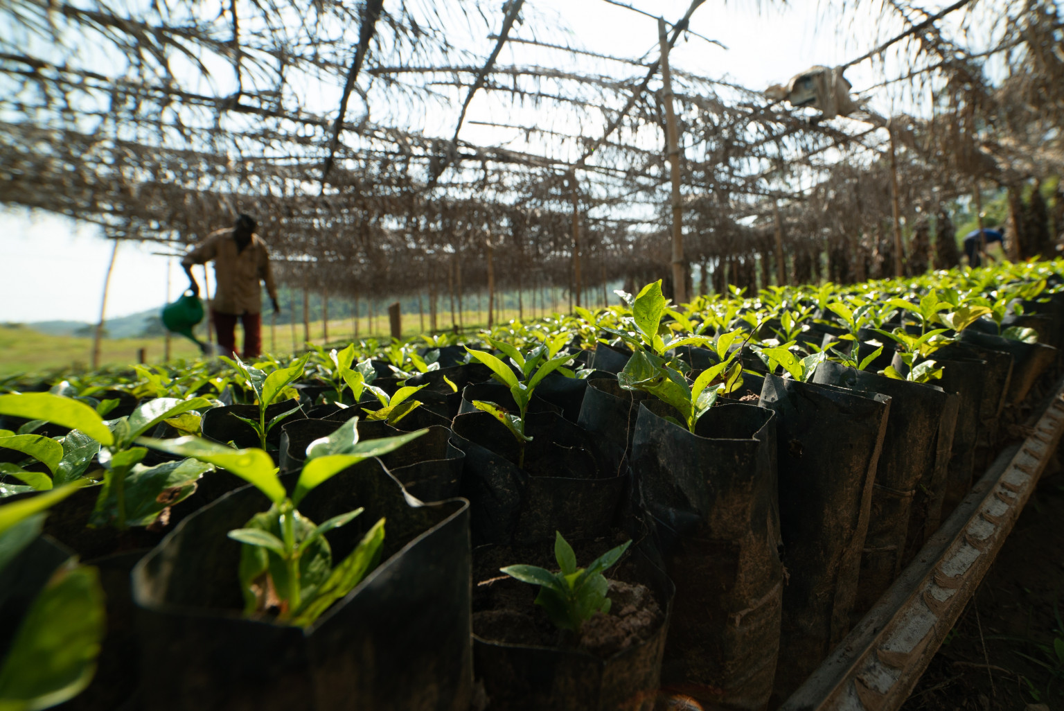 Where Keynote Coffee Works